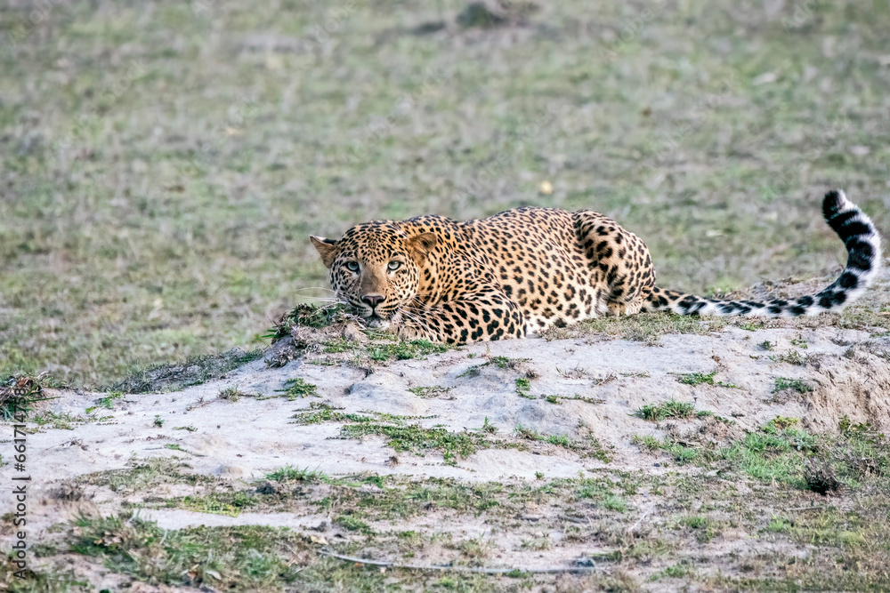 An Indian leopard stalking a dog inside Bandhavgarh Tiger Reserve ...