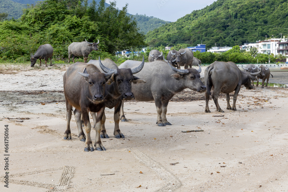 2023 Oct 13,Hong Kong.Buffalo in Pui O in southern Lantau Island,Hong ...