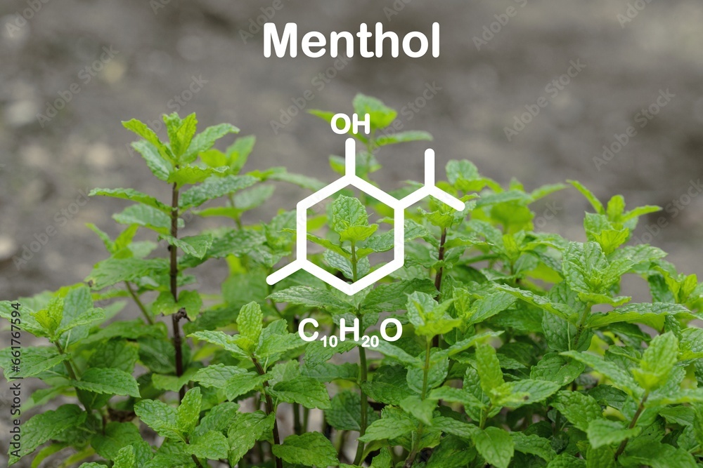 Moroccan mint and the simplified structural formula of menthol. Stock ...