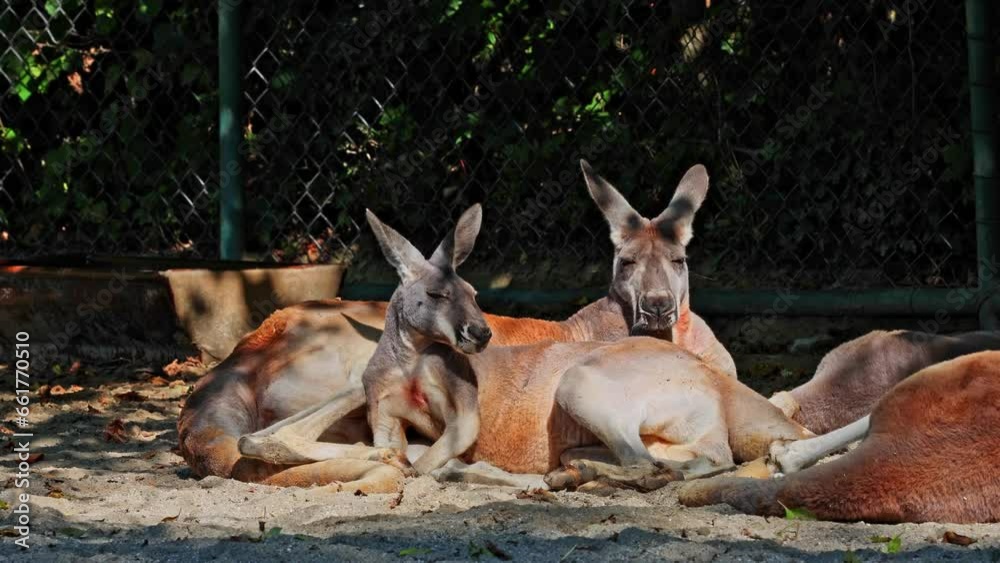 The red kangaroo, Macropus rufus is the largest of all kangaroos, the ...