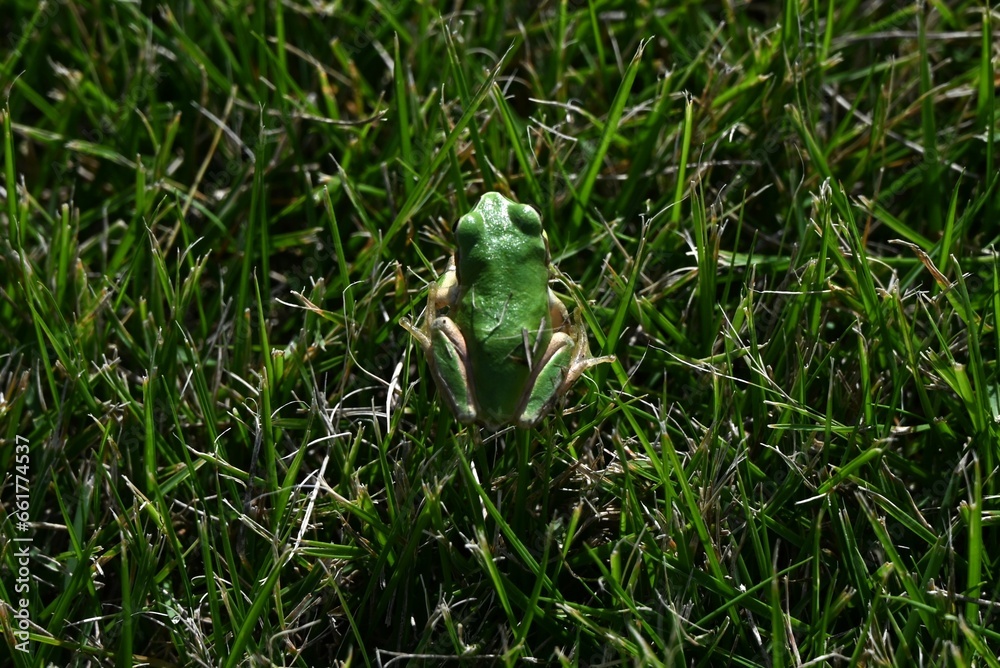 A Japanese tree frog ( Dryophytes japonicus ). They are arboreal frogs ...