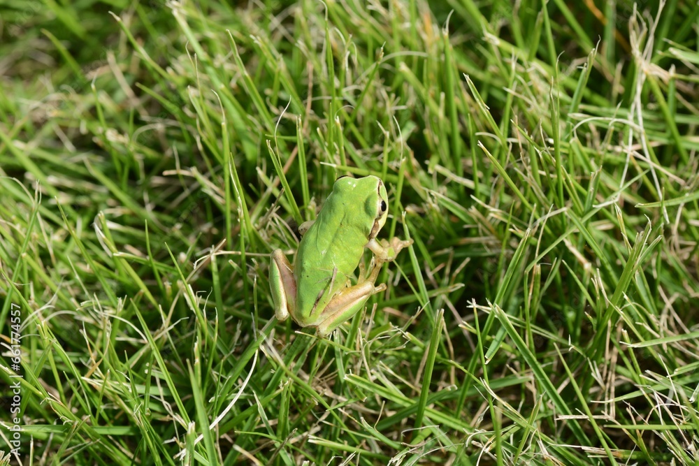 A Japanese tree frog ( Dryophytes japonicus ). They are arboreal frogs ...
