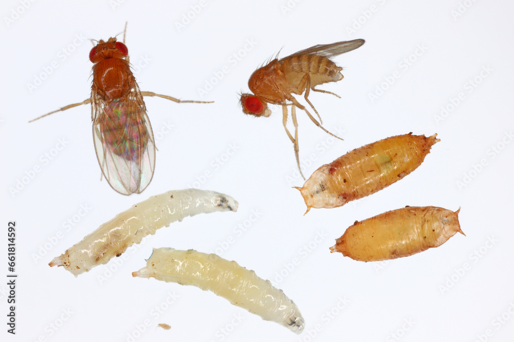Vinegar fly, fruit fly (Drosophila melanogaster). All life stages: egg ...