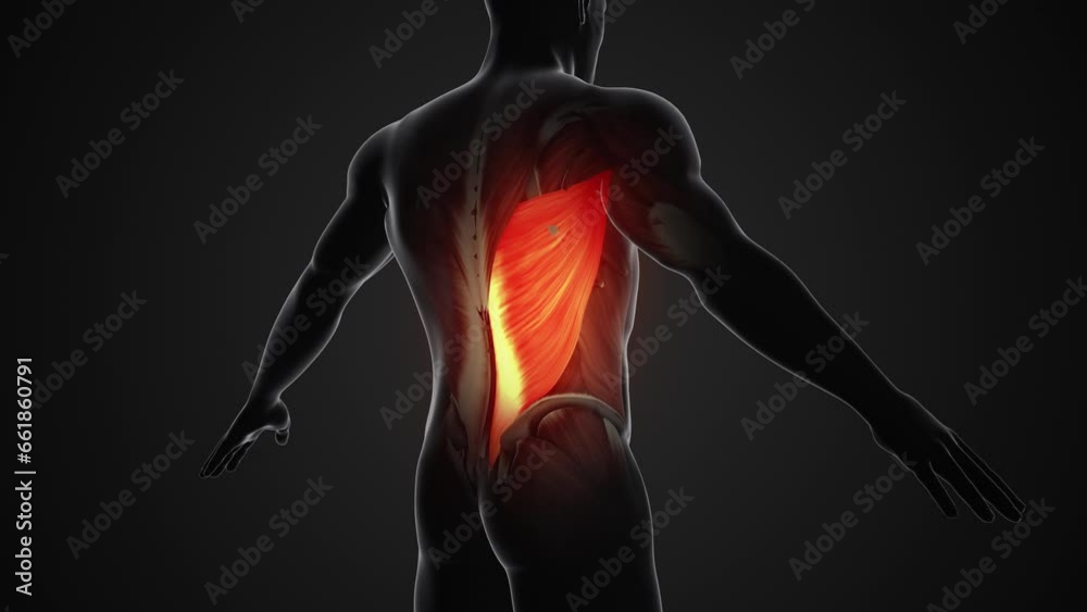 Pain and injury in the Latissimus Dorsi Muscles Stock Video | Adobe Stock