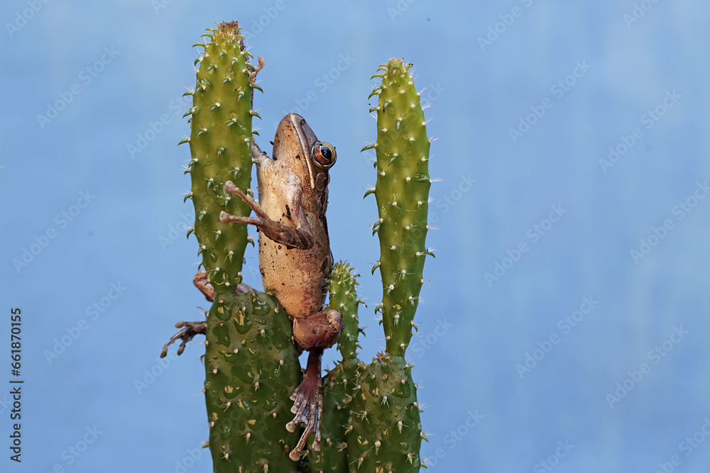 A common tree frog is resting on a cactus tree trunk. The frog, also ...