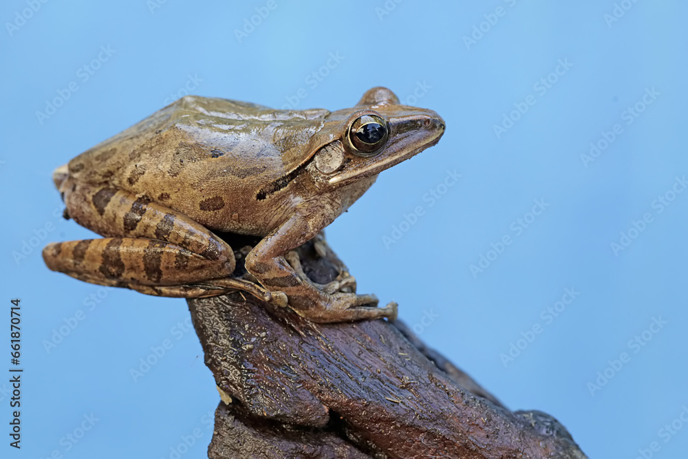 A common tree frog is resting on a dry tree trunk. The frog, also known ...