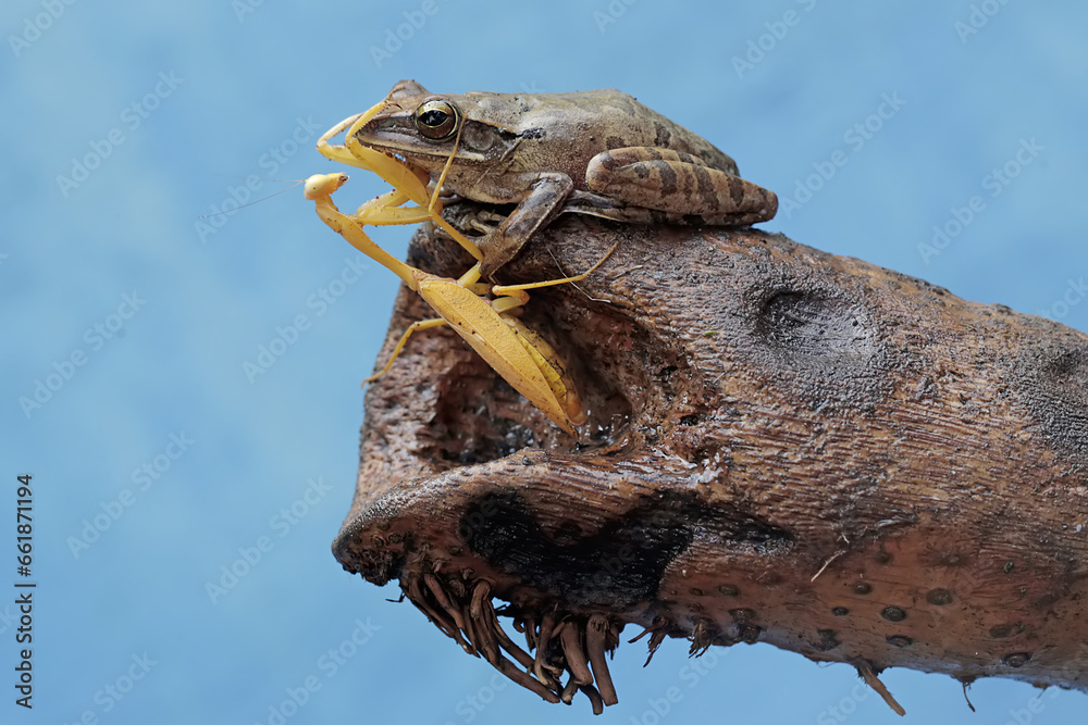 A common tree frog is ready to prey on a yellow praying mantis on a dry ...