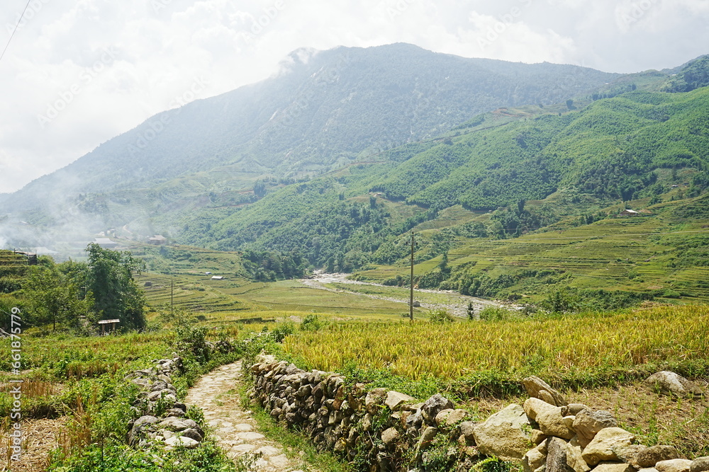 Amazing Rice Paddy or Rice Field in Muong Hoa Valley or Thung Lung ...