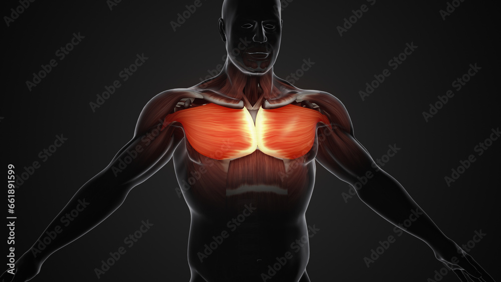Photo & Art Print Pain and injury in the Chest Pectoralis Major and ...