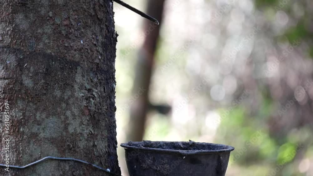 Rubber planters are tapping rubber with a rubber tapping knife, worker ...