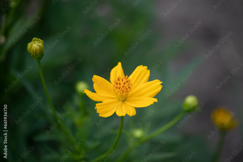Cosmos sulphureus is a species of flowering plant in the sunflower ...