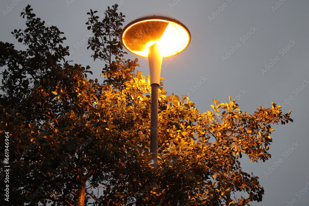 Tree and round street lamp taken at dusk, light reflecting off tree ...