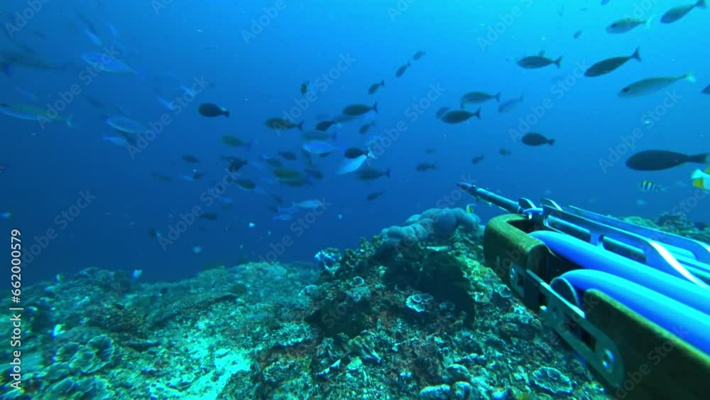 Pov of underwater hunter with underwater gun looks fish swimming in ...