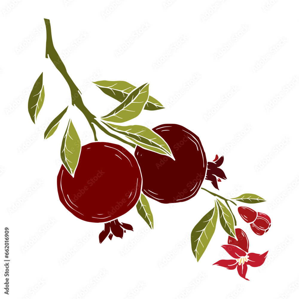 Branches of a pomegranate tree with ripe fruits. Vector graphics. Stock ...