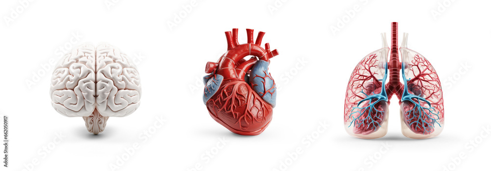 collection of brain, hear and lungs anatomy plastic science miniature ...