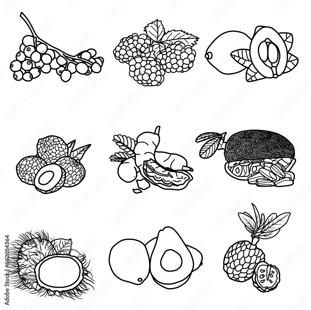 Vector illustration of exotic fruit hand drawn, fruit line art ...