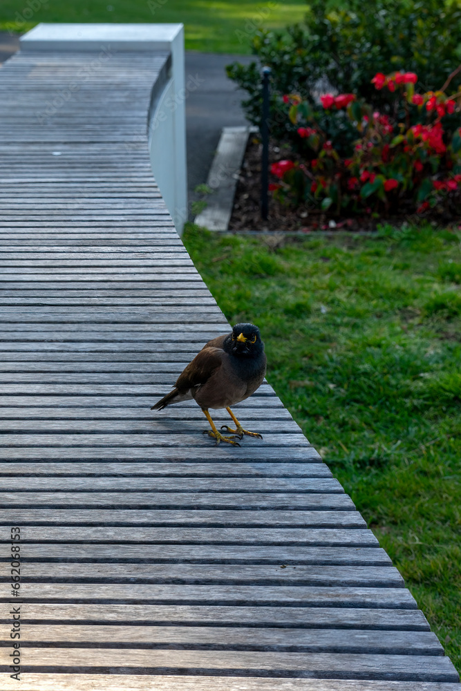 Australian native bird, noisy miner (manorina melanocephala) standing ...