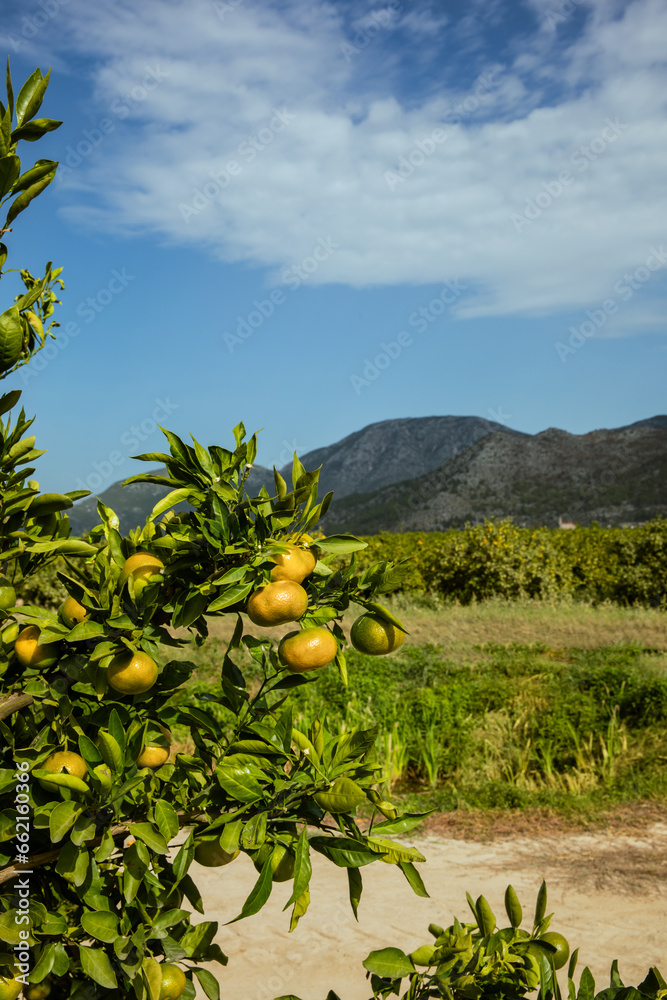 tangerine plantation with mountains in the background, Orange tree ...