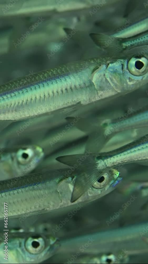 Vertical video, Extreme close-up, massive school of Hardyhead ...