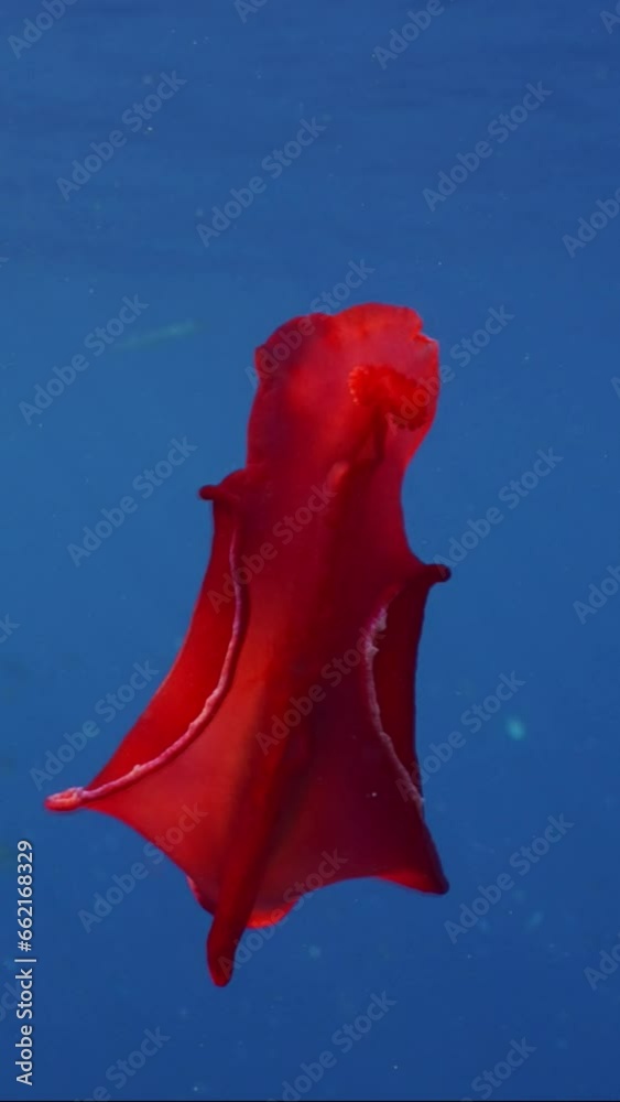 Vertical video, Red Sea Slug swims in blue sea under water surface in ...