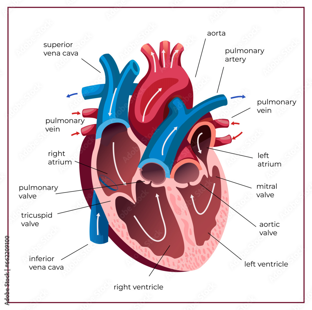 Human heart anatomy. Medical illustration. Educational poster. Stock ...