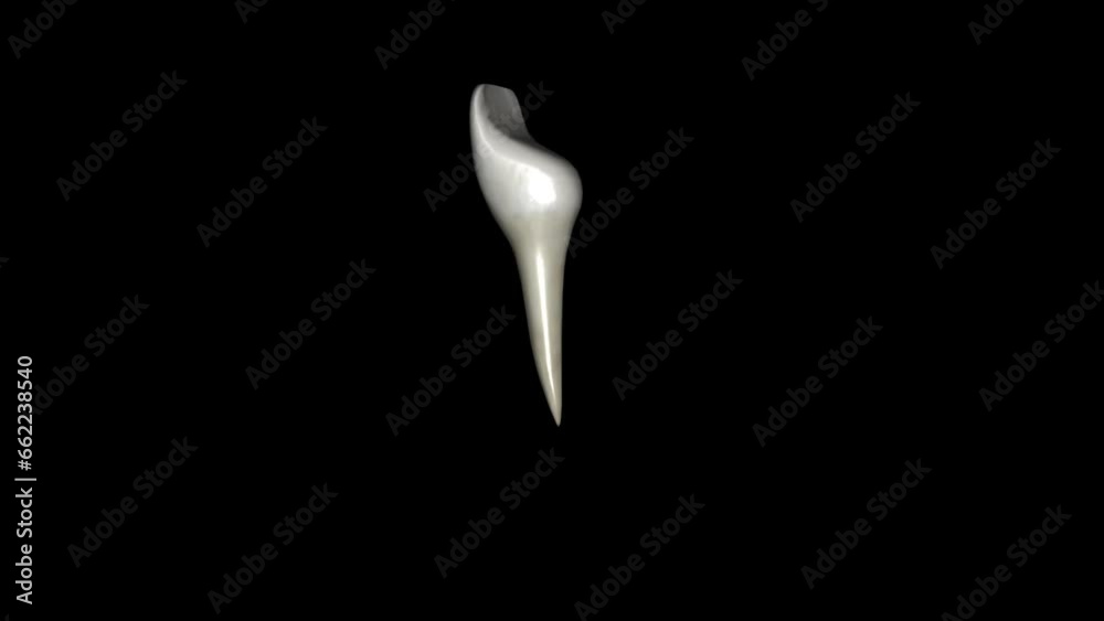 The mandibular lateral incisor is the tooth located distally from both ...