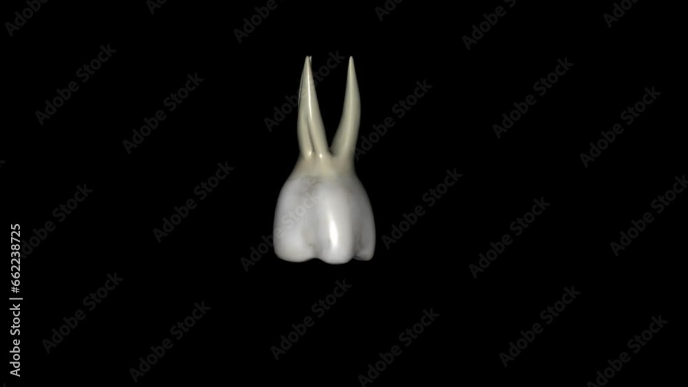 The maxillary second molar is the tooth located distally from both the ...