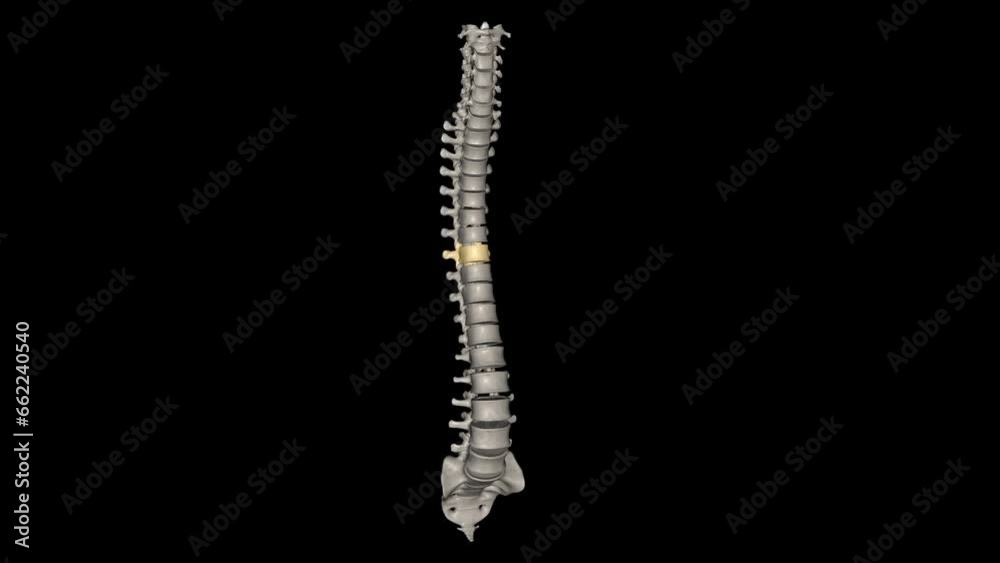 Thoracic Vertebral, T8 Twelve vertebrae are located in the thoracic ...