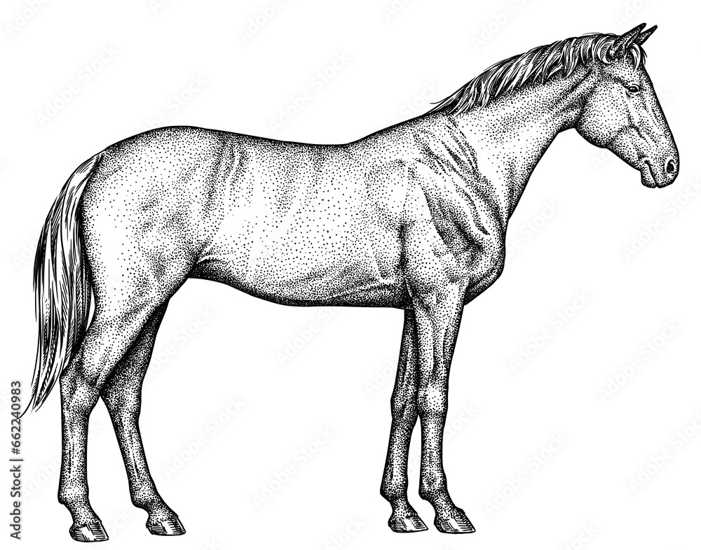 Vintage engraving isolated horse set illustration ink sketch. Wild ...