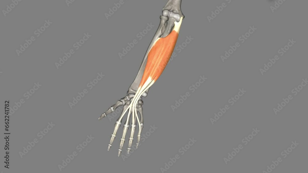 The flexor digitorum superficialis flexes the middle phalanges of the ...