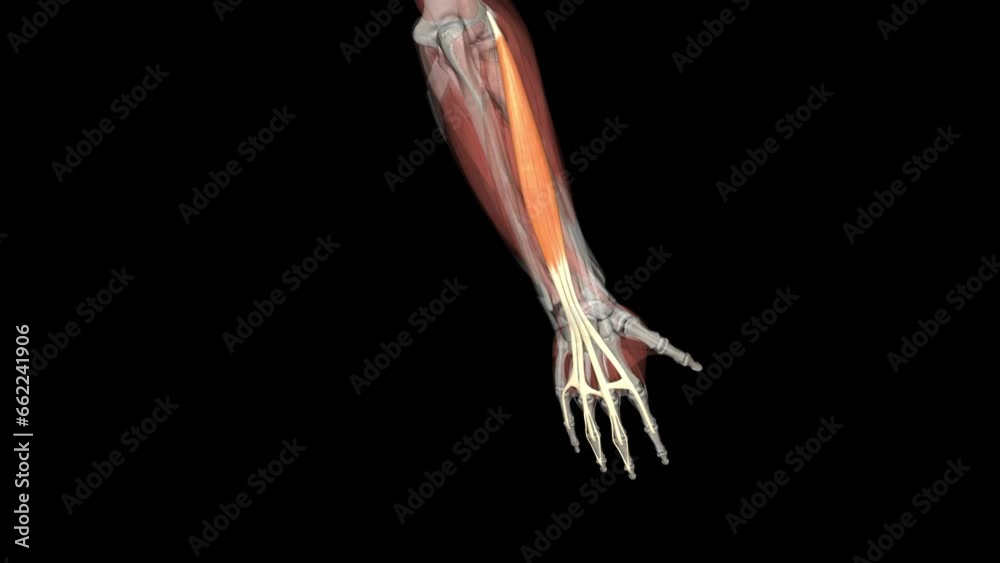 Extensor digitorum is a long muscle located in the posterior ...