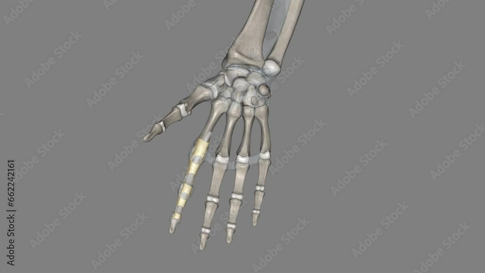 The annular ligament is a complex structure formed from the capsule ...