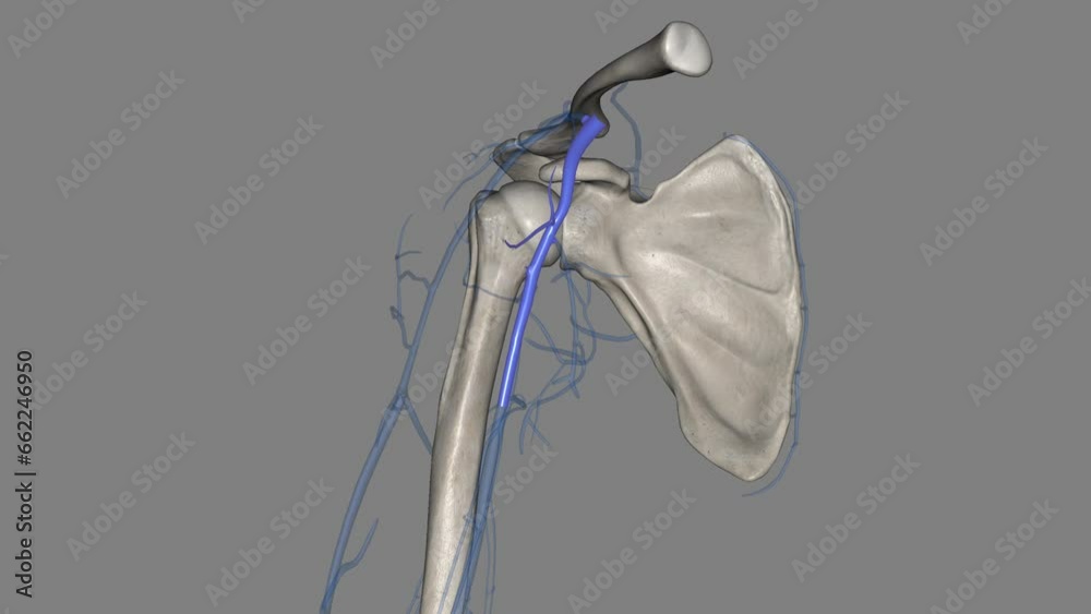 The axillary vein is a deep vein of the upper limb that is formed by ...