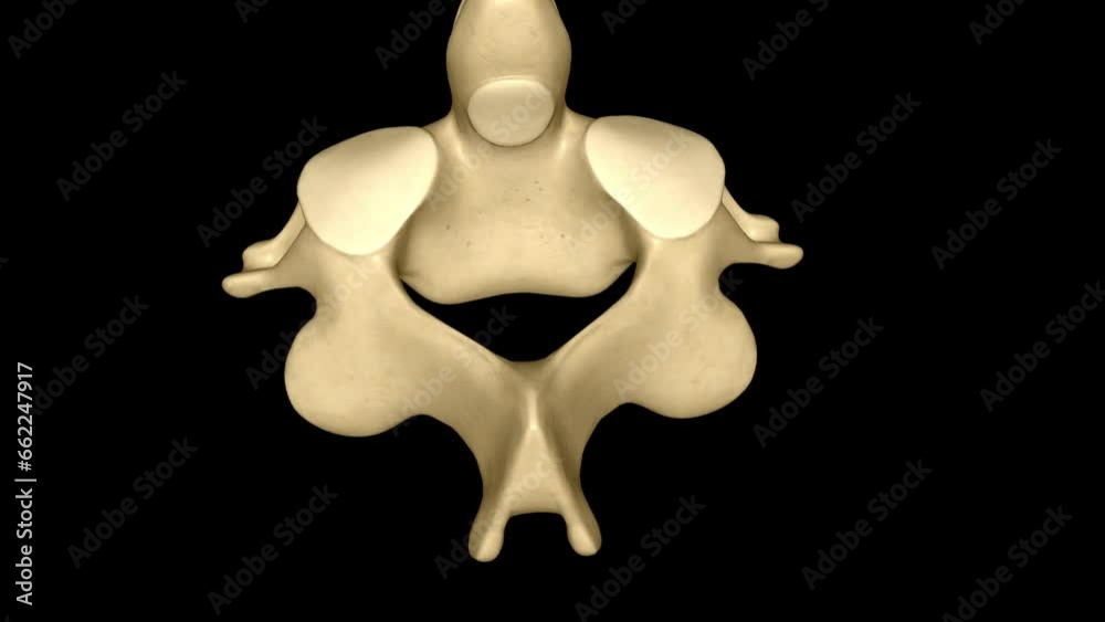 The Axis (C2 vertebra) also known as epistropheus forms the pivot upon ...