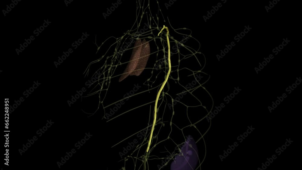 Vidéo Stock The function of the thoracic duct is to transport lymph ...