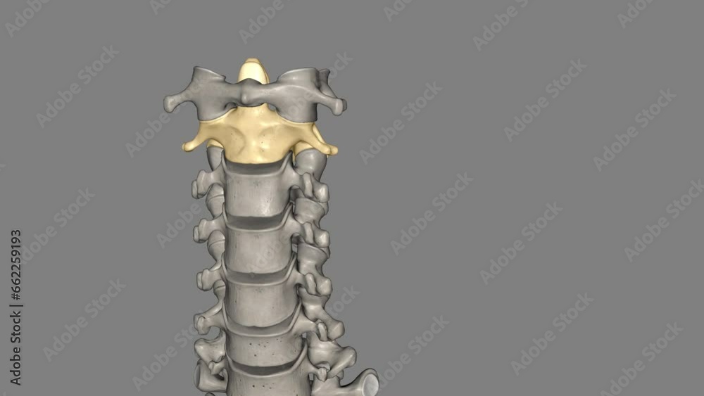 The Axis (C2 vertebra) also known as epistropheus forms the pivot upon ...