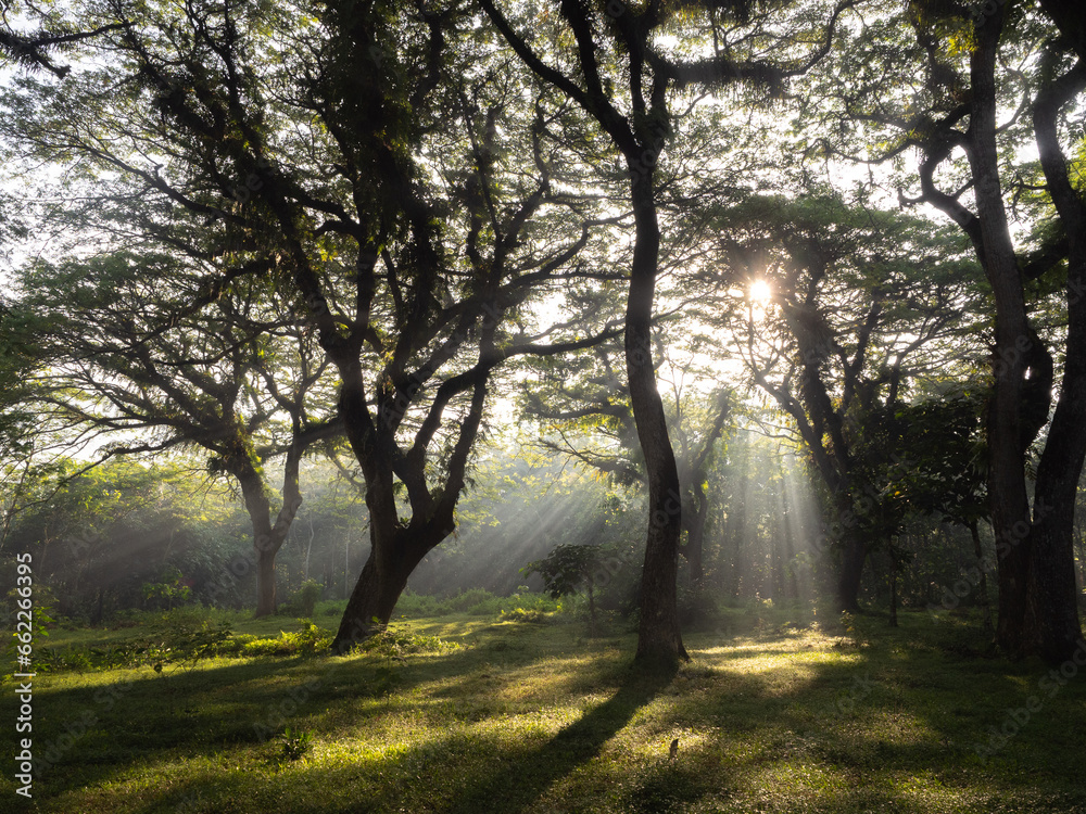 botanical garden, The golden hour in the morning is very beautiful, the ...