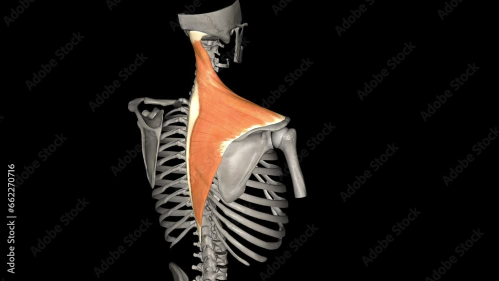 The trapezius is a broad, flat, superficial muscle extending from the ...