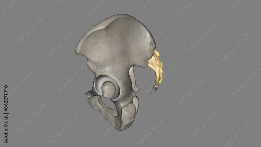 The sacrum is the triangular bone just below the lumbar vertebrae ...