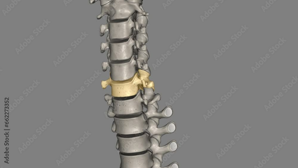 Vidéo Stock The C6 spinal vertebra is part of the cervical spinal cord ...
