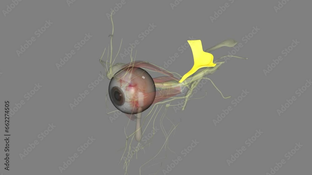 Eye movement pupil constriction. Trochlear Nerve, Eye movement .The ...