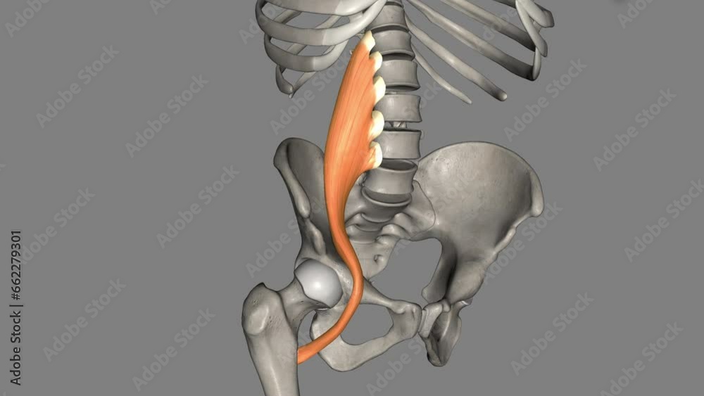 Vidéo Stock The psoas muscle is a paraspinal muscle located deep in the ...