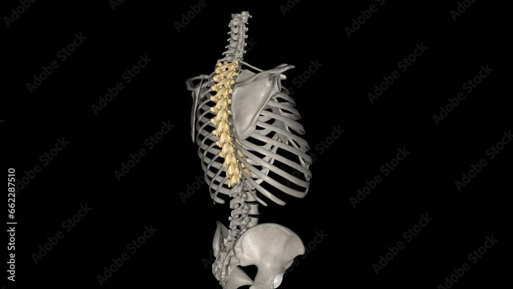 In vertebrates, thoracic vertebrae compose the middle segment of the ...