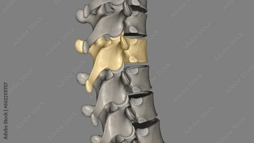 Twelve vertebrae are located in the thoracic spine and are numbered T-1 ...