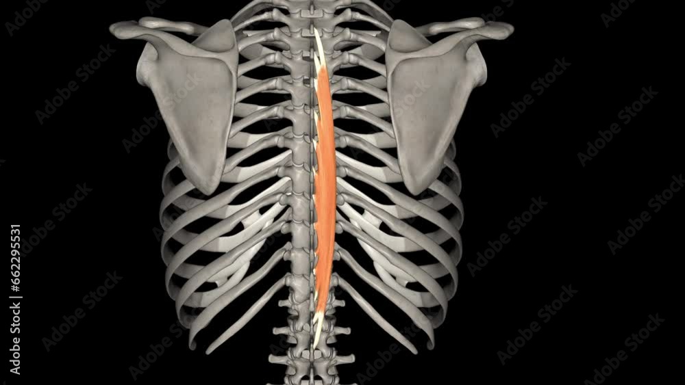 Spinalis Thoracis belongs to the medial column of the erector spinae ...