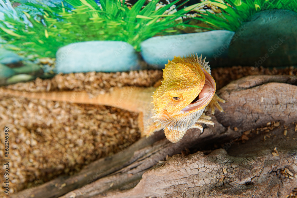 Pogona vitticeps, the central (or inland) bearded dragon, is a species ...