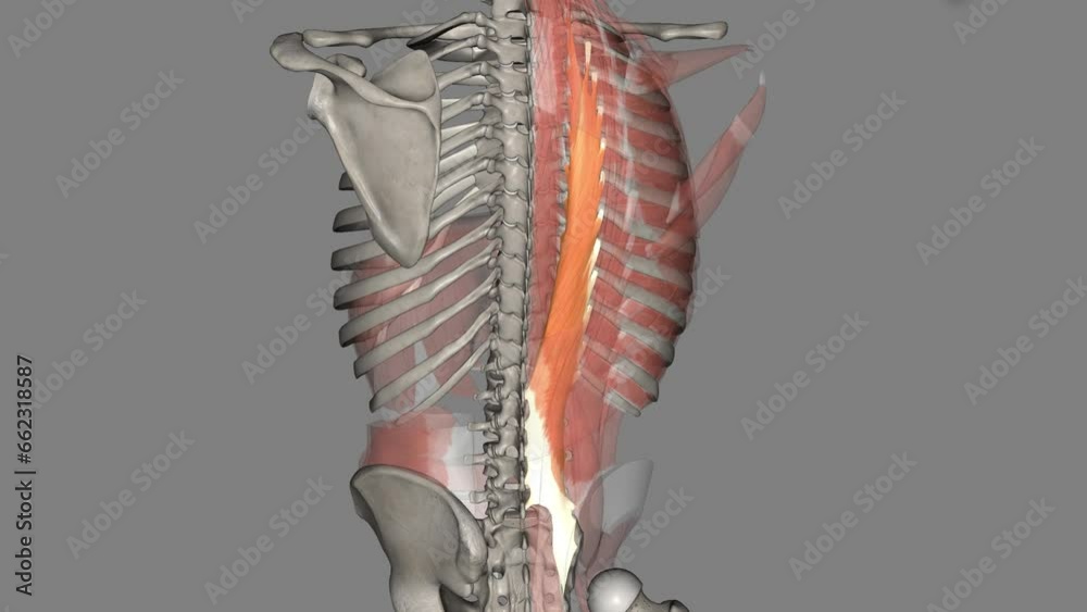 The longissimus thoracis muscle is the largest of the erector spinae ...