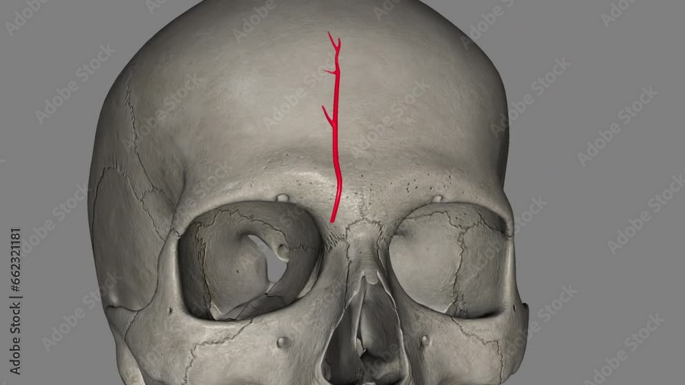 The supratrochlear artery (or frontal artery) is one of the terminal ...