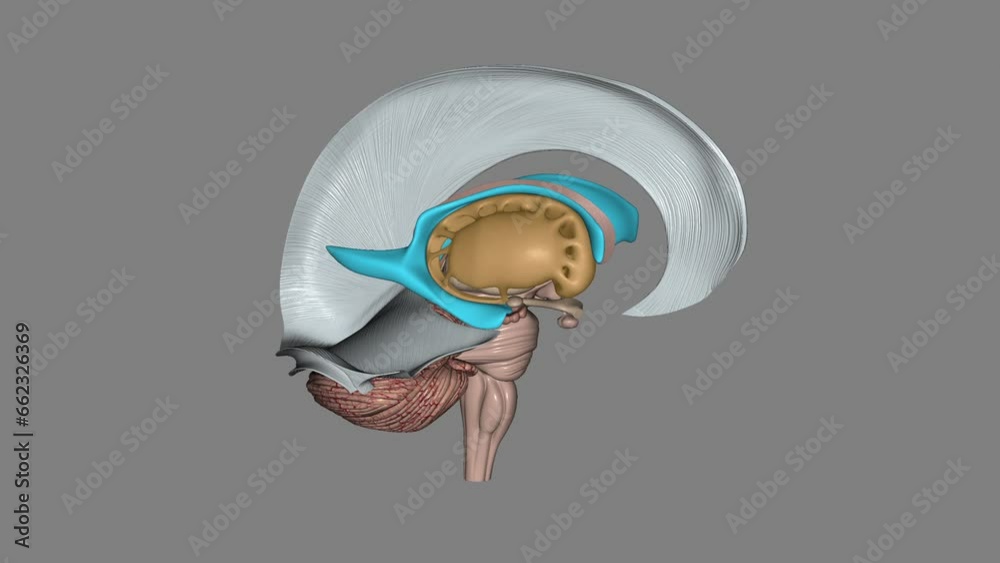 The forebrain structures include the caudate nucleus, the putamen, the ...