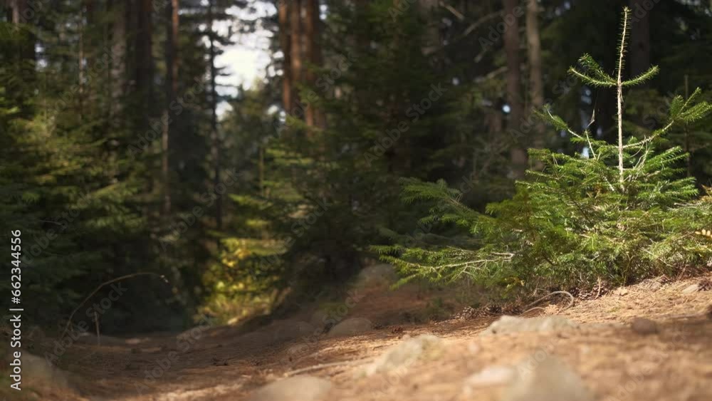 Young spruce near hiking trail, 4K real-time footage, pine cones ...